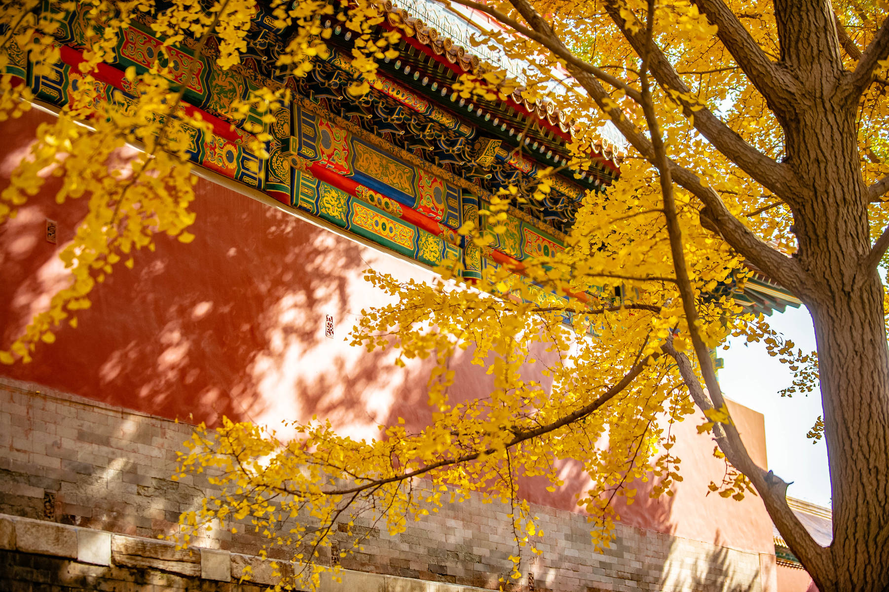 天朗气清，红墙黄叶，故宫的深秋太美了！还有600年大展等你看哦！-搜狐大视野-搜狐新闻