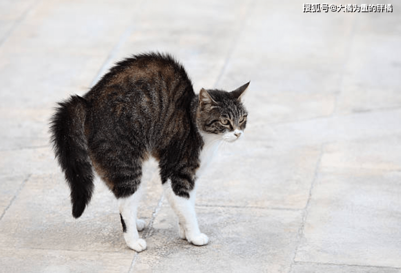 猫咪 翘起”臀部是伸懒腰？确切说有5种意思，你家猫会这样吗？屁股