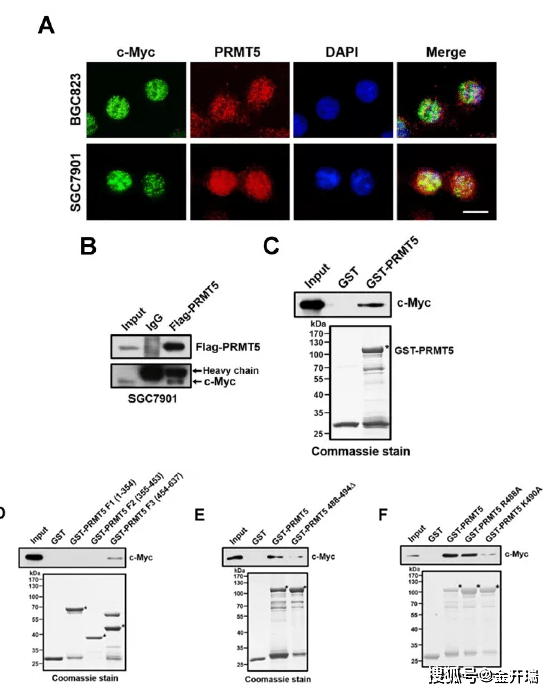 知无不“研”| 一文读懂 GST pull down_蛋白