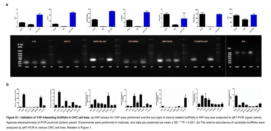 RIP-seq让m6A后期研究威力加倍 | RIP专题_蛋白