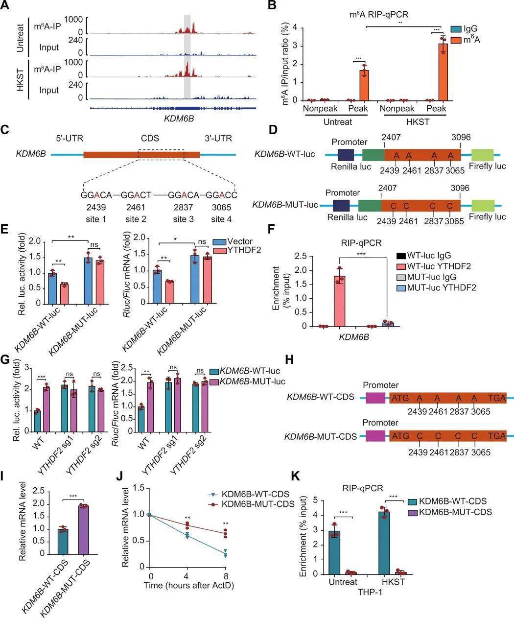 用户文章Sci Adv-m6A修饰与H3K27me3互作抑制炎症 | m6A专题_细胞