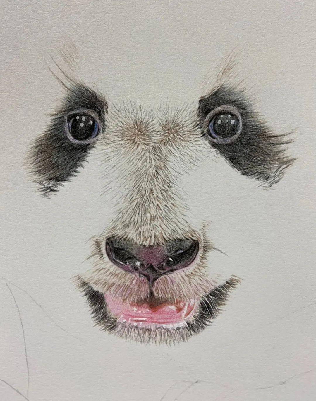 彩铅画图文教程 | 熊猫-搜狐大视野-搜狐新闻