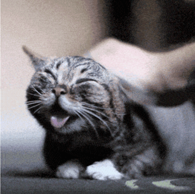 【中队风采】蓓蕾视角妙发现——关爱『流浪猫』，愿每一个小生命都能被世界温柔以待-搜狐大视野-搜狐新闻