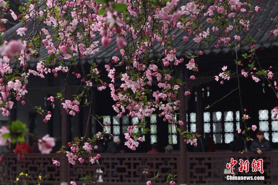 南京莫愁湖海棠花盛放展“画意江南”-搜狐大视野-搜狐新闻