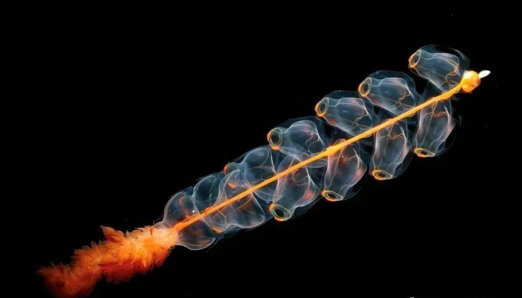 47米长的管水母，是否会让你大吃一惊？_个体