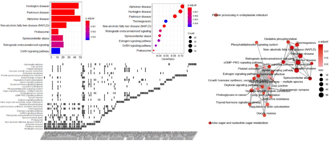 信号通路的富集（KEGG）_基因