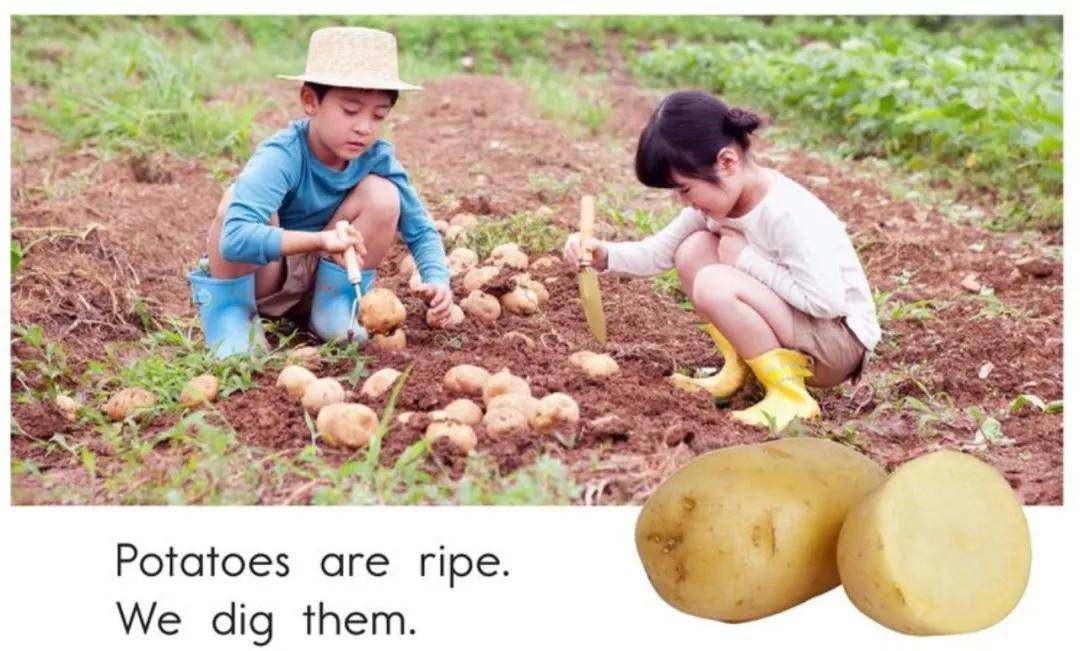 伴读 | Raz C：Fall Foods_them