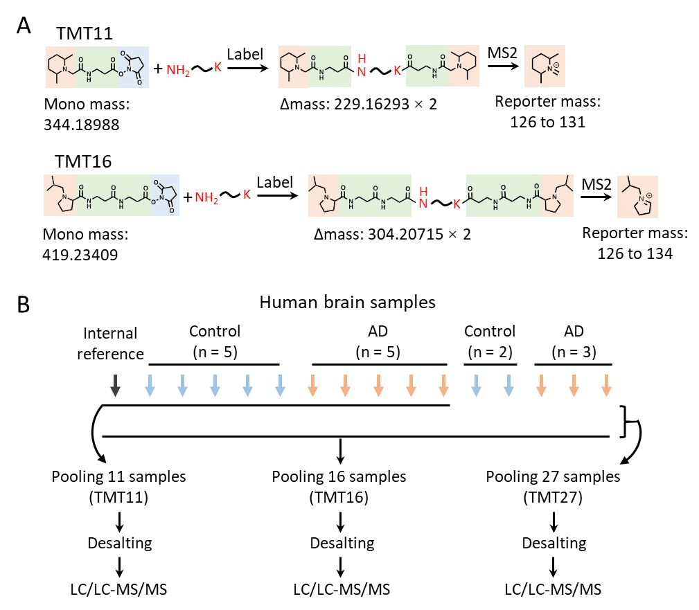 TMT标记定量蛋白组学质谱技术对阿尔茨海默病脑蛋白质组分析_研究