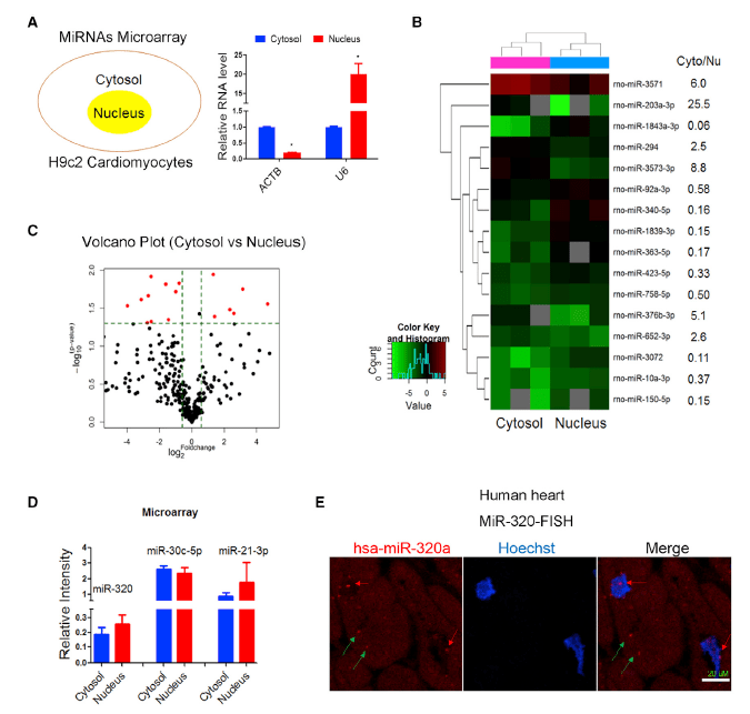 【派森诺项目文章】RIP与ChIP等技术共同揭秘miRNA功能研究思路_miR-