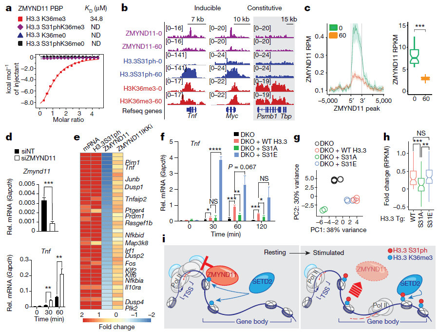 清华大学磷酸化蛋白组学揭示组蛋白H3.3可增强刺激诱导型转录-搜狐大视野-搜狐新闻