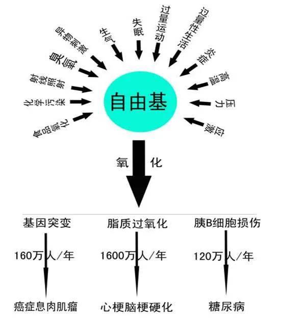 护肤科普 | 降低丙二醛MDA含量，皮肤抗衰老的关键之一_欧露莲