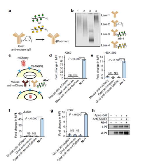LYTAC技术,为靶向降解细胞外以及膜结合蛋白开辟新的可能_研究