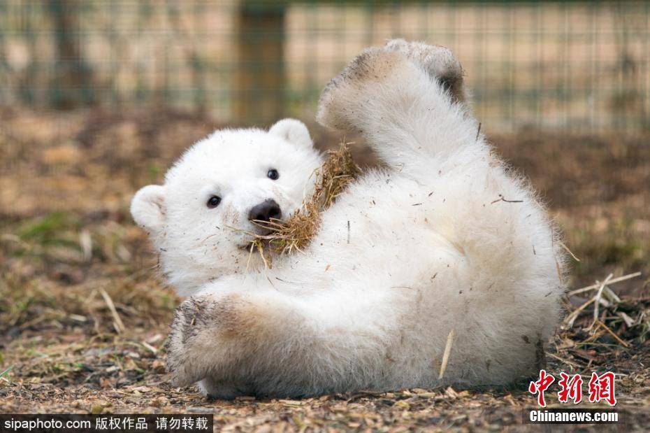 25年来第一次 首只英国境内出生的北极熊亮相-搜狐大视野-搜狐新闻