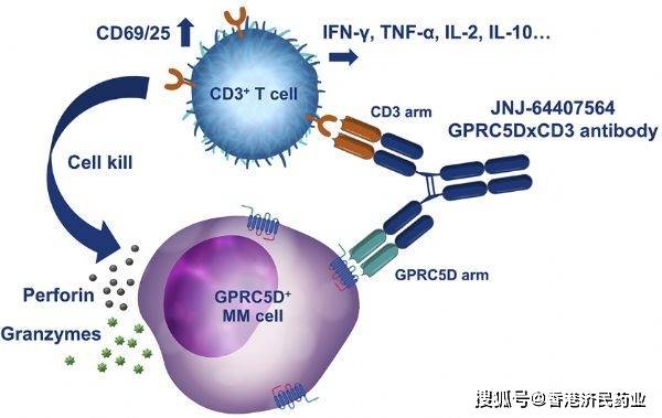 talquetamab治疗复发或难治性多发性骨髓瘤I期研究：总缓解率69%!_剂量
