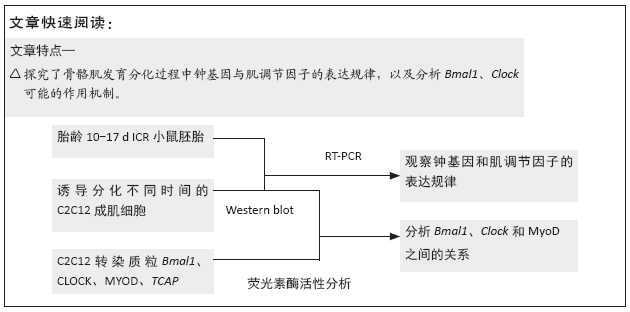 钟基因Bmal1、Clock参与调节骨骼肌的发育分化-搜狐大视野-搜狐新闻