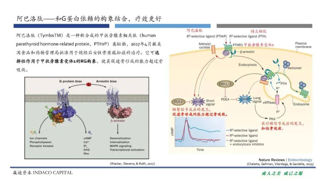 蛋白质和多肽类药物的聚乙二醇化（PEG-EPO/rHuEPO/TPO/bFGF）有哪些作用？_重组