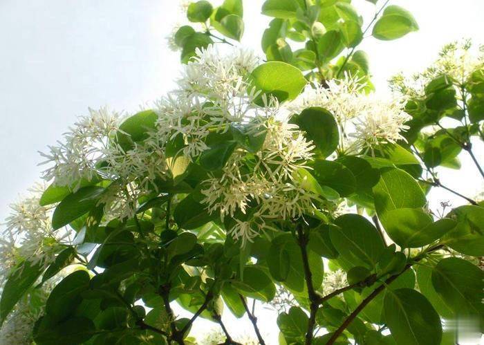 路边一棵流苏树，只顾着欣赏却不知是名贵树，开花雪白像下雪_植株