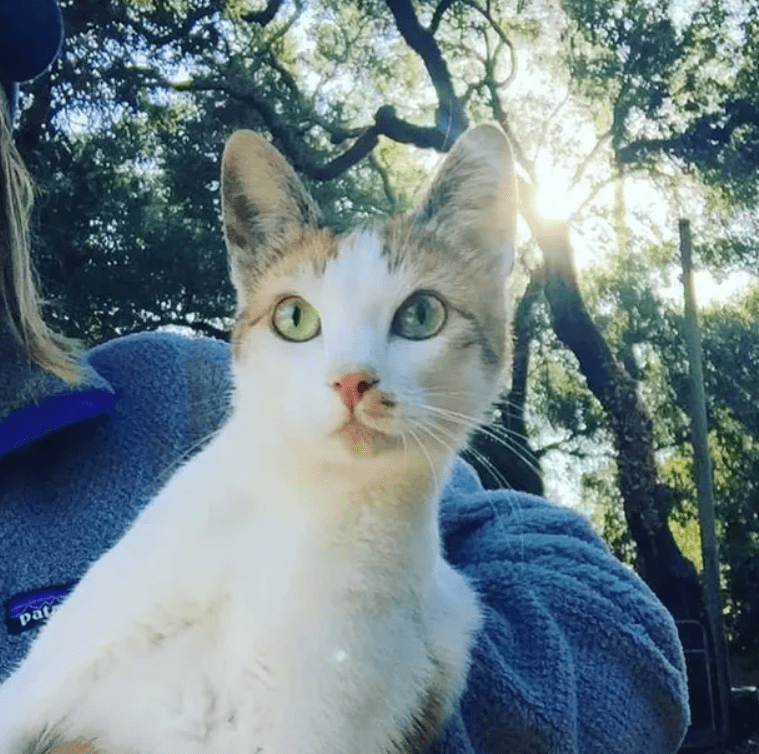 一场野火摧毁了女子的家园,奇迹的是,她的猫幸存了!laura