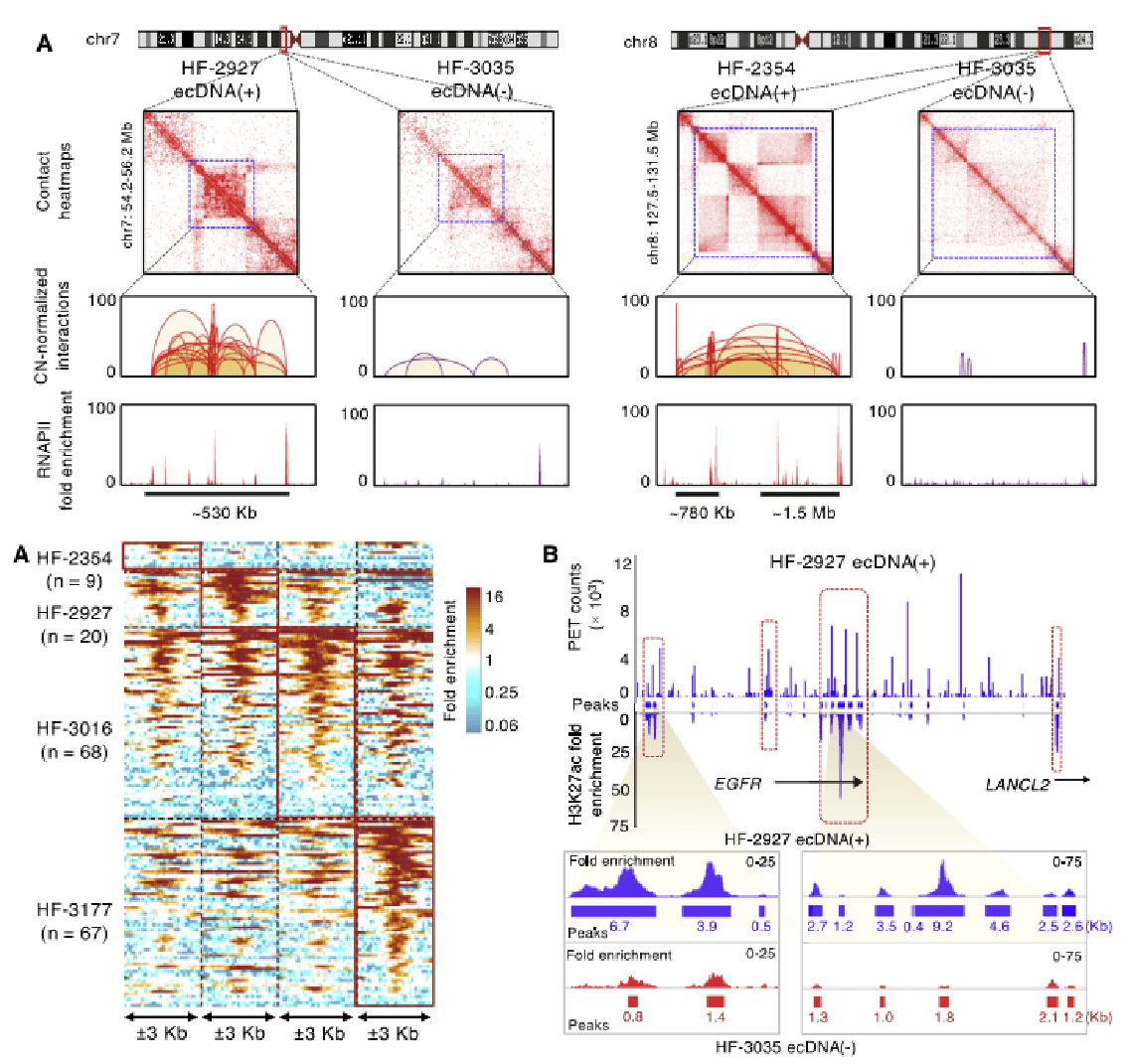 Cancer Cell研究新进展：eccDNA调控癌基因转录_EccDNA