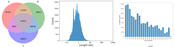 Cancer Cell研究新进展：eccDNA调控癌基因转录_EccDNA
