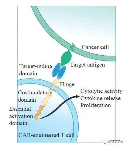 国内CAR-T疗法最新研发进展_细胞