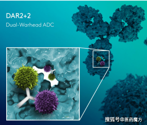多项授权合作，Synaffix公司ADC专利技术解析_抗体