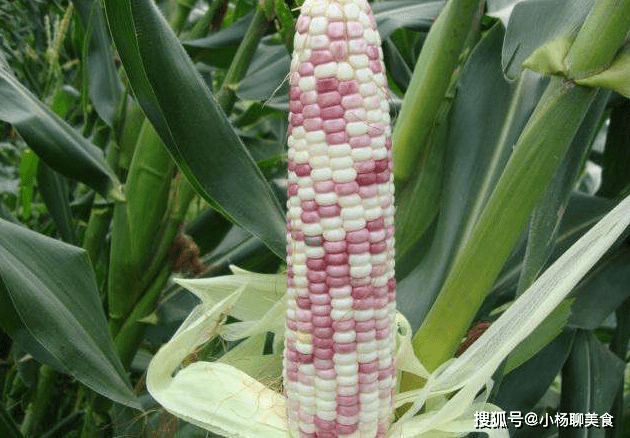 糯玉米和甜玉米,哪种营养更高?经常吃玉米的人,要会选时候