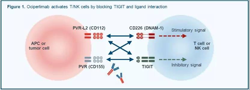 抗TIGIT单抗Ociperlimab联合替雷利珠单抗剑指NSCLC一线治疗_中国抗癌协会