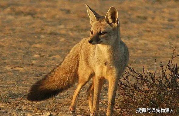 犬科动物图文大全，史上最好_Vulpes