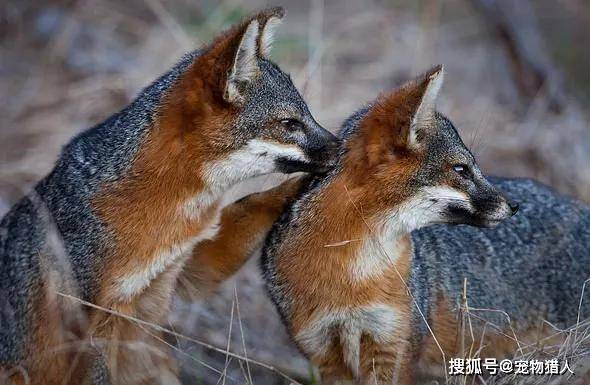 犬科动物图文大全，史上最好_Vulpes