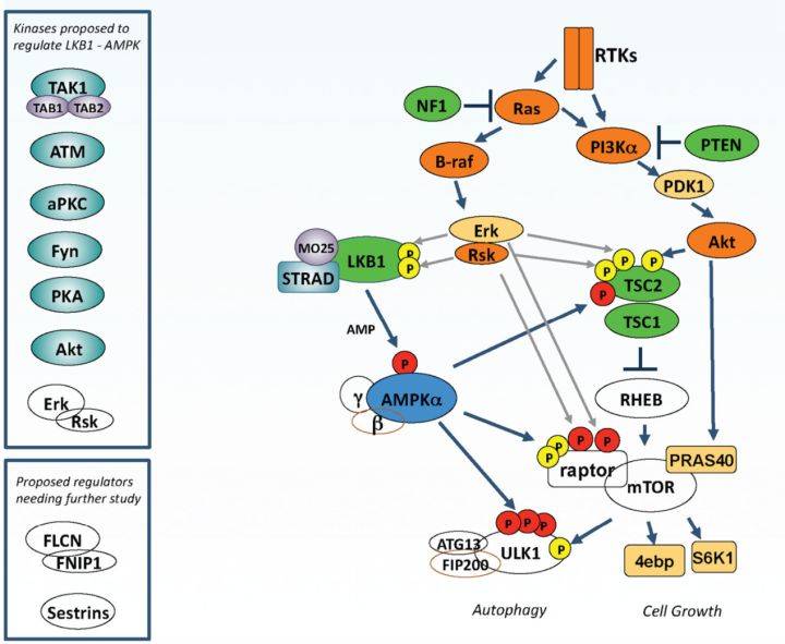 【图说】AMPK及其信号通路的功能_亚基