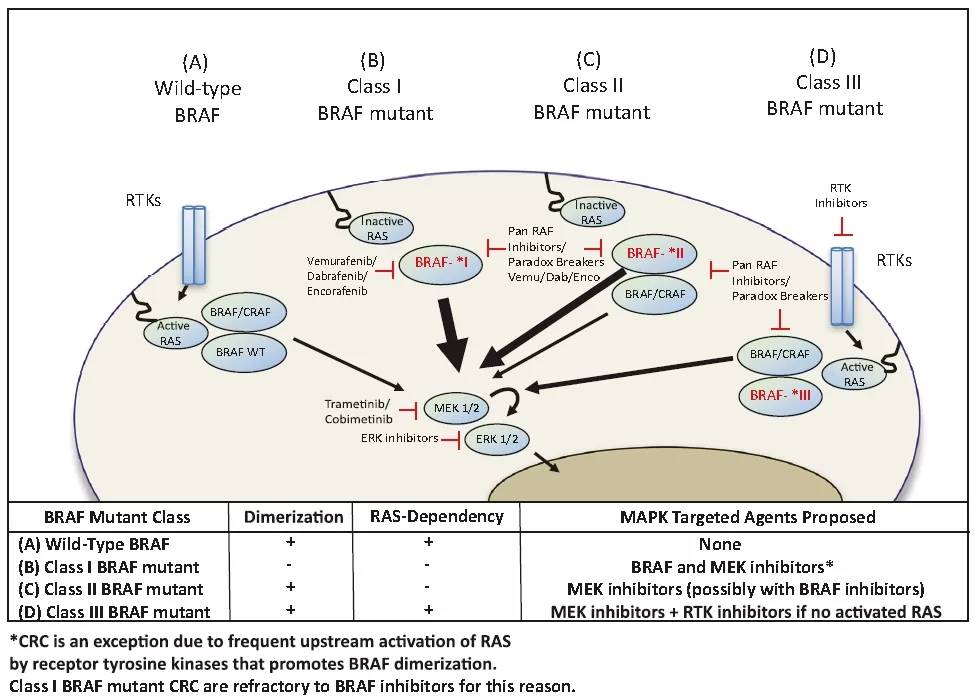 BRAF突变型mCRC靶向治疗之路_中国抗癌协会