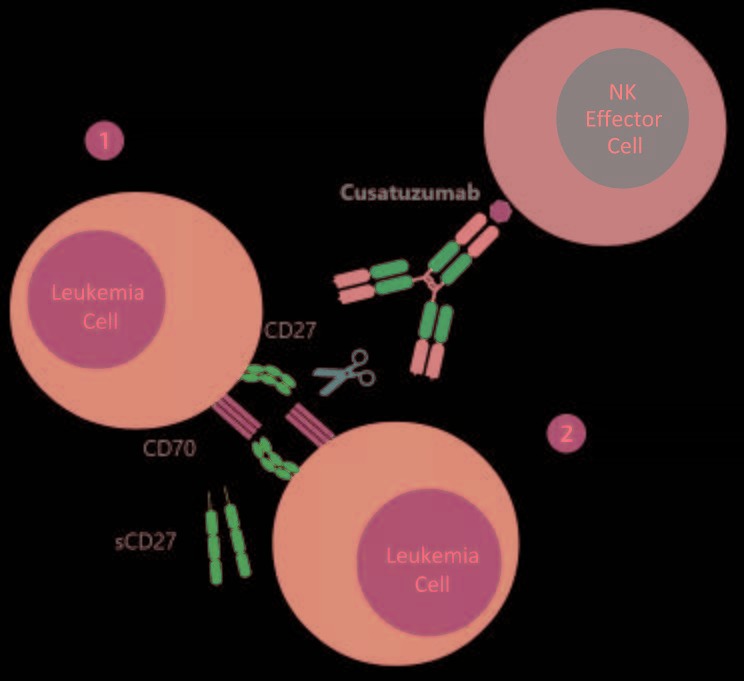 研究报告 | CD70靶点，又一TNFR超家族成员临床试验布局火热_细胞