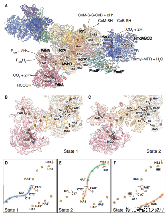 酶催化最新Science！_Fdh