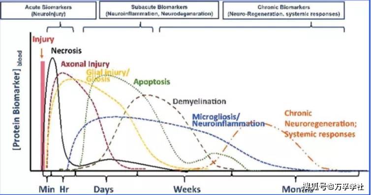 S100β蛋白到底是个啥玩意？扒一扒它的“前世今生”！_损伤