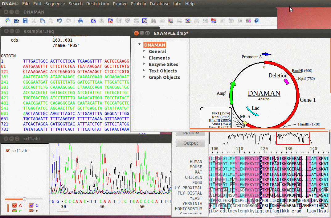 DNAMAN 10|DNAMAN XL 10-分子生物学软件包|DNA序列分析_Windows