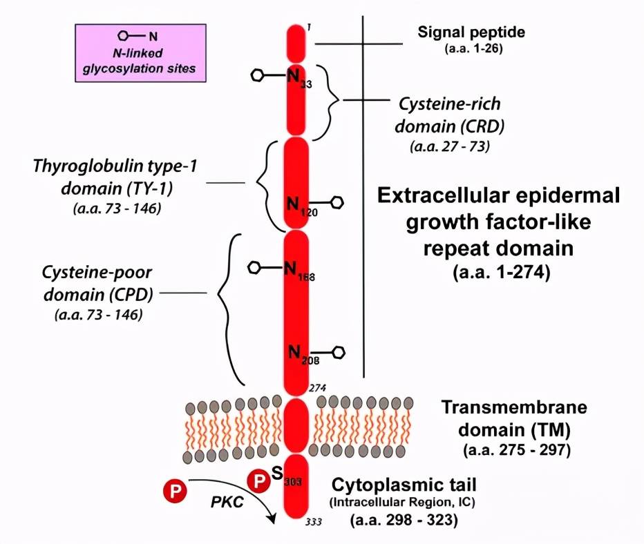TROP-2 ADC 伴随诊断开发，为什么首选免疫组织化学法？_药物