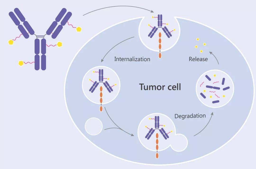 ADC 抗体偶联药物通过连接子 linker 连接而成 | MedChemExpress_分子