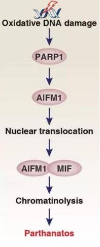一种新形式的程序性细胞死亡——Parthanatos_氧化