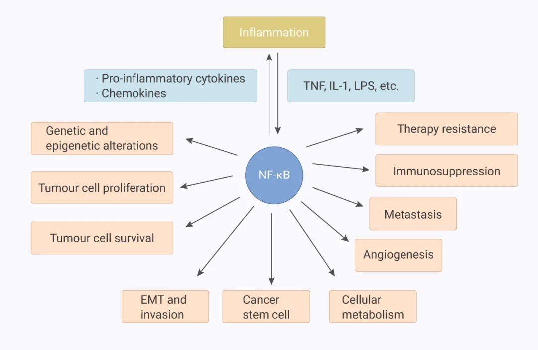 NF-κB 信号通路调节细胞因子转录 | MedChemExpress_RelA