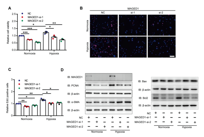 云序MeRIP-Seq & RIP-Seq助力肺动脉高压中m6A阅读蛋白YTHDF1机制研究_MeRIP-seq
