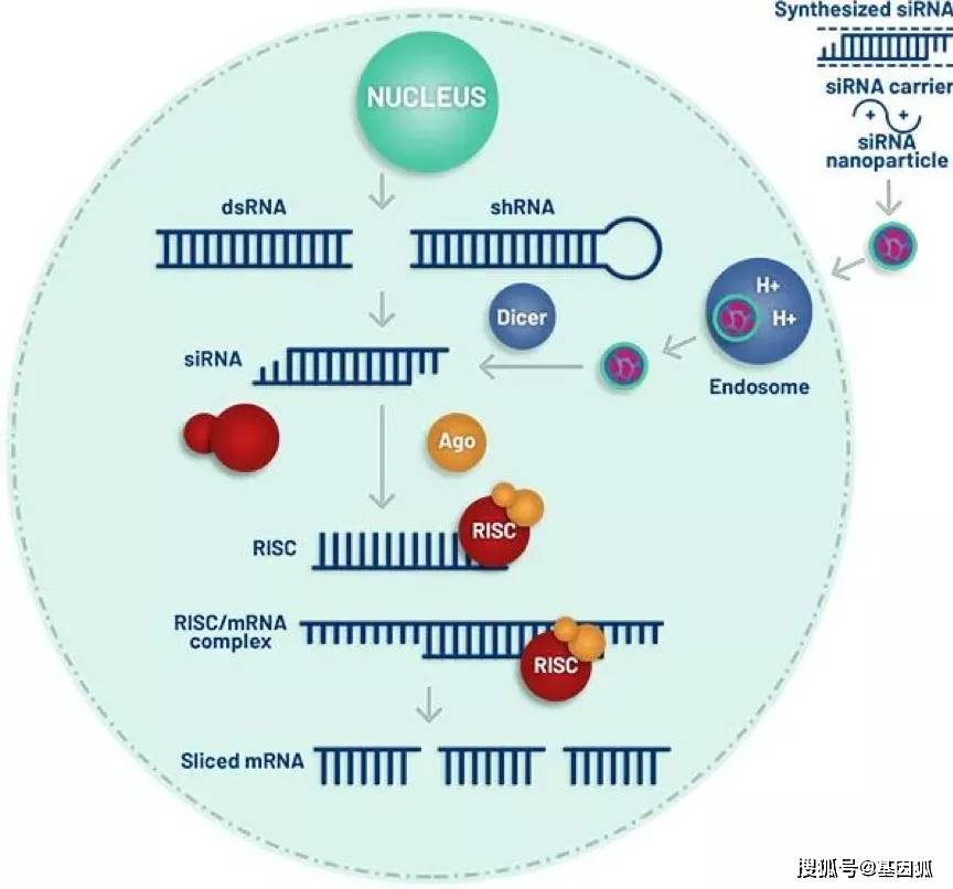 经验分享：基因治理途径之RNA干扰(RNAi)简介_siRNA_疗法_沉默