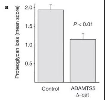 【每周一鼠】关节炎的元凶——Adamts5_软骨_膝关节_蛋白