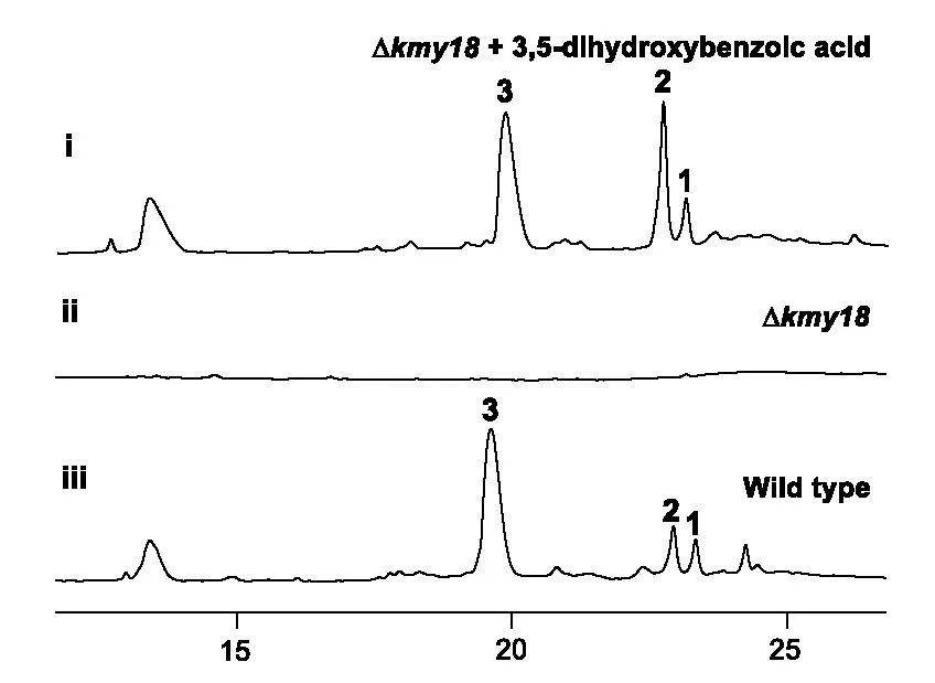 中科院南海海洋研究所鞠建华团队：Kendomycin B生物合成基因簇鉴定及异源表达_kmy_调控_全合成