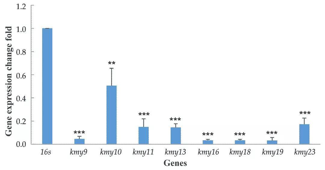 中科院南海海洋研究所鞠建华团队：Kendomycin B生物合成基因簇鉴定及异源表达_kmy_调控_全合成