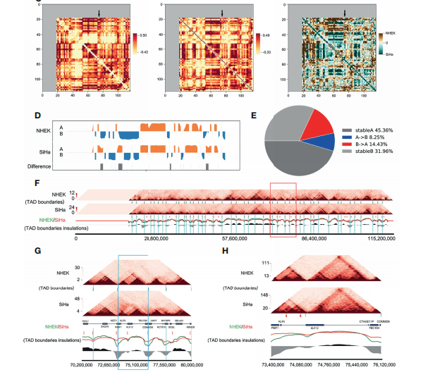 合作文章盘点 | 三维基因组发文的高分必备技能_研究_ChIP-seq_分析