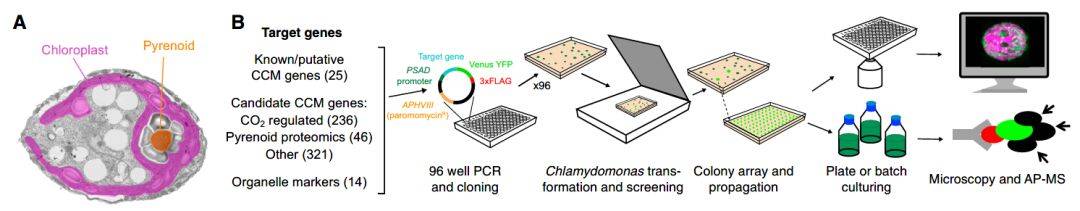 Nature Reviews：Spatial Proteomics，细胞生物学研究利器_分析_蛋白质_human