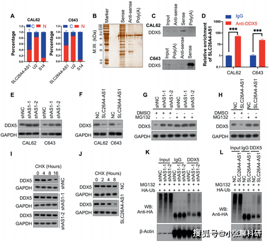 lncRNA RBP研究新思路，你确定不了解下？_分析_实验_相关
