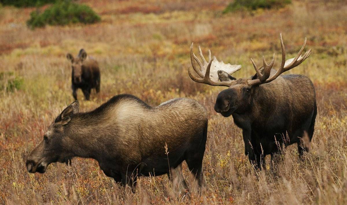 人类男女第二性征明显，动物全身毛发，它们如何识别公母？_荷尔蒙_差异_男性
