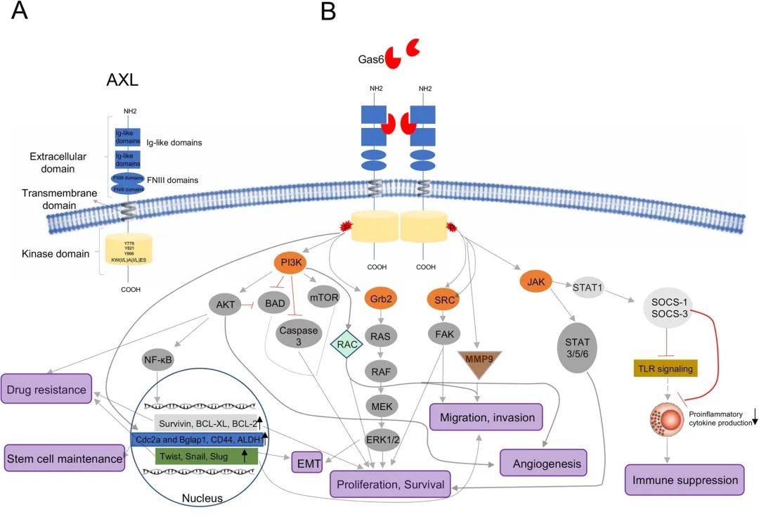 浅谈受体酪氨酸激酶AXL与肿瘤免疫治疗_Axl_细胞_通路